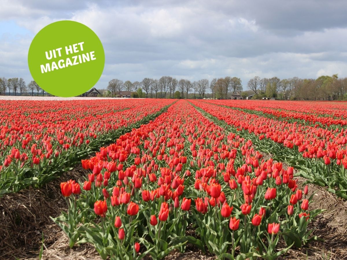 De Boer Op! - InWesterveld Magazine online